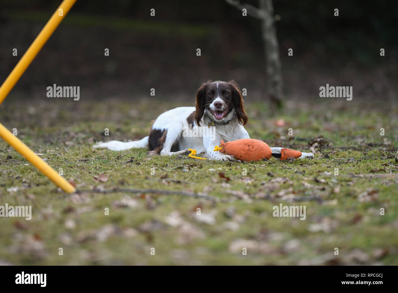 A happy and alert Young ( 1 Year old) English Springer Spaniel takes a ...