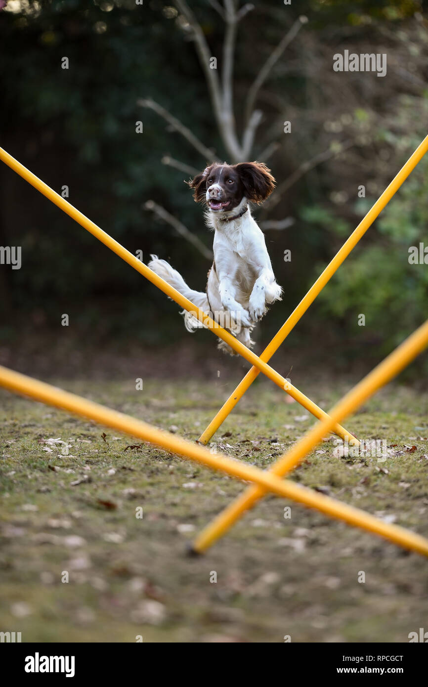 Dog Jumping Poles