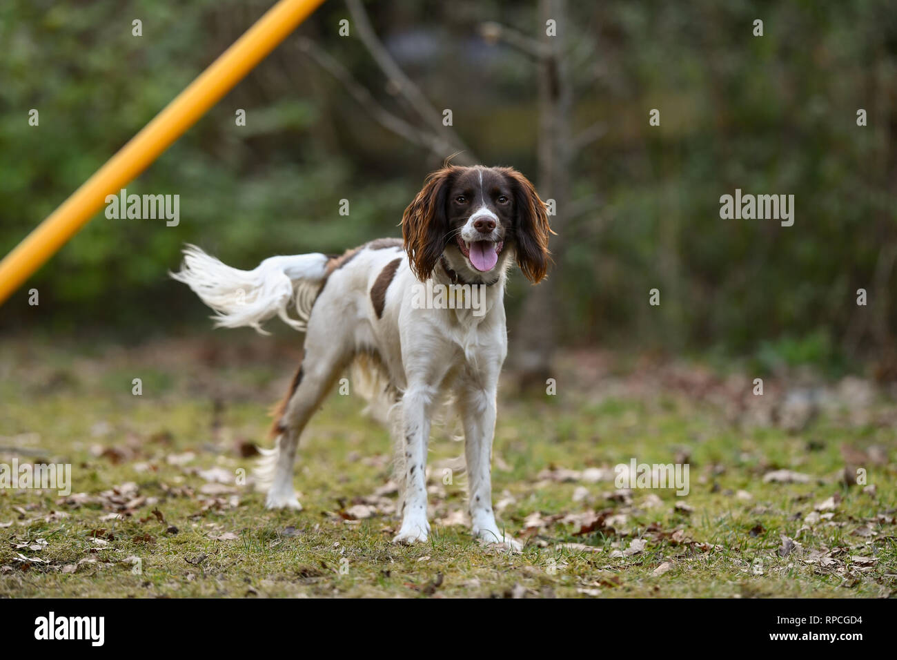 A happy and alert Young ( 1 Year old) English Springer Spaniel takes a ...
