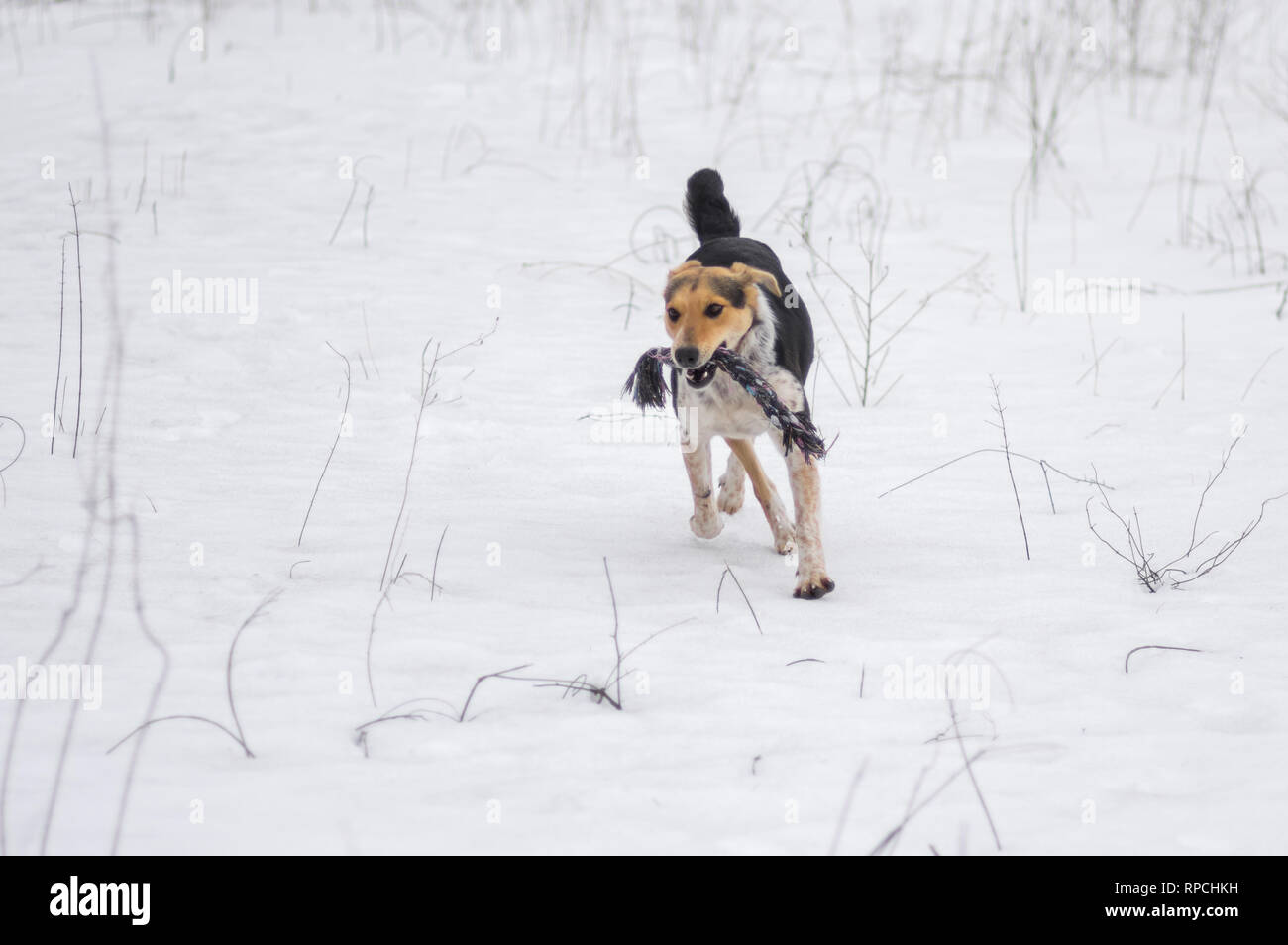 Galloping dog hi-res stock photography and images - Alamy