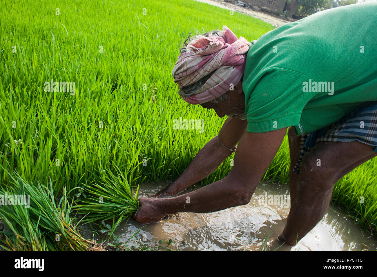 Rice Picking India Stock Photos & Rice Picking India Stock Images - Alamy