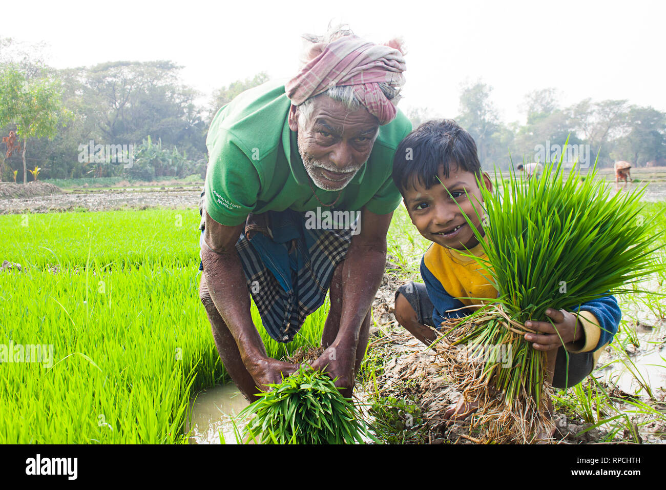 India Rice Crops High Resolution Stock Photography and Images - Alamy