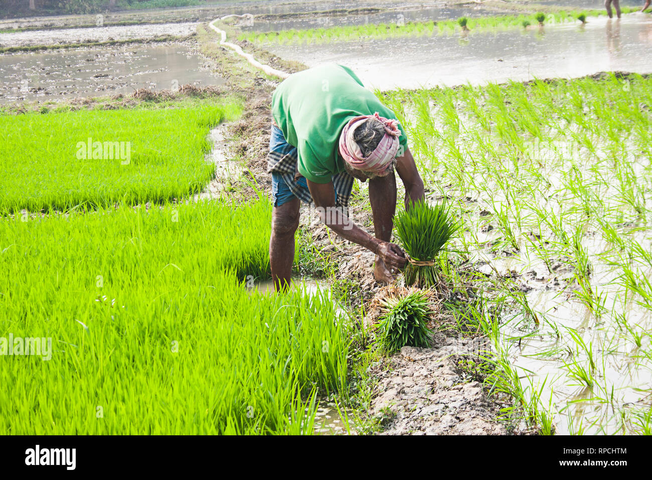 Rice Picking India Stock Photos & Rice Picking India Stock Images - Alamy