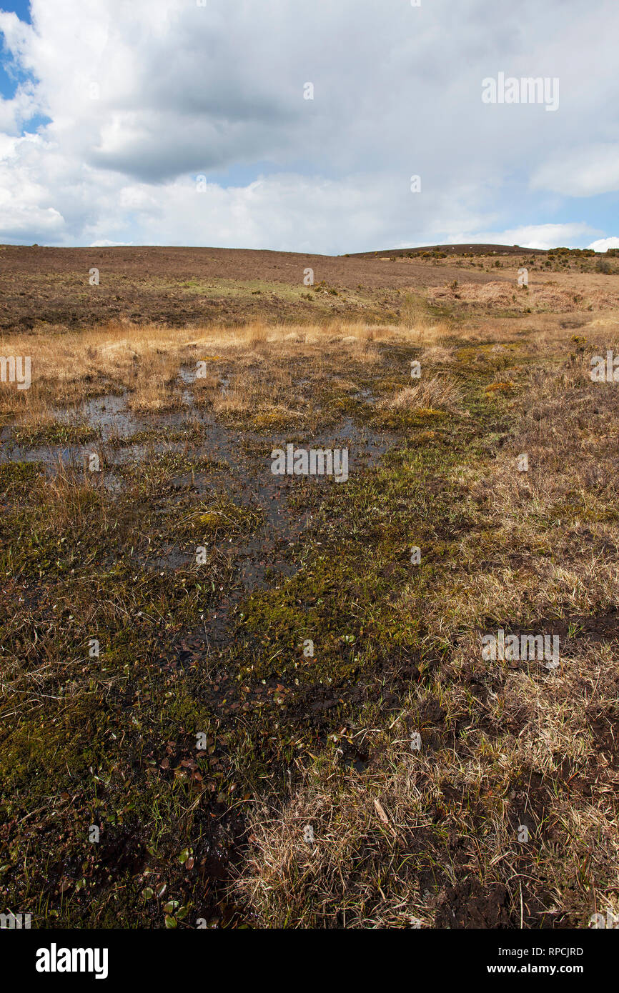 Boggy area and mire Latchmore Bottom New Forest National Park Hampshire ...