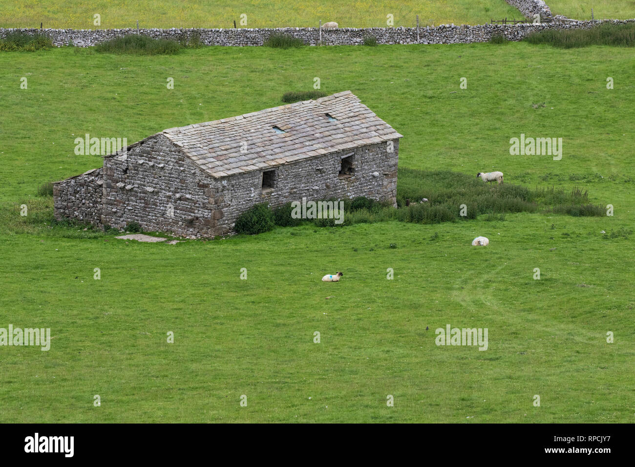 Old stone barn dry stone walls and sheep near Hawes Yorkshire Dales ...
