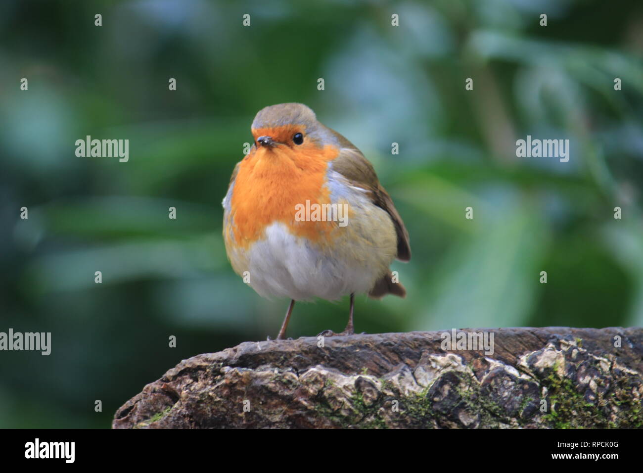 Robin amazing bird photo hi-res stock photography and images - Alamy