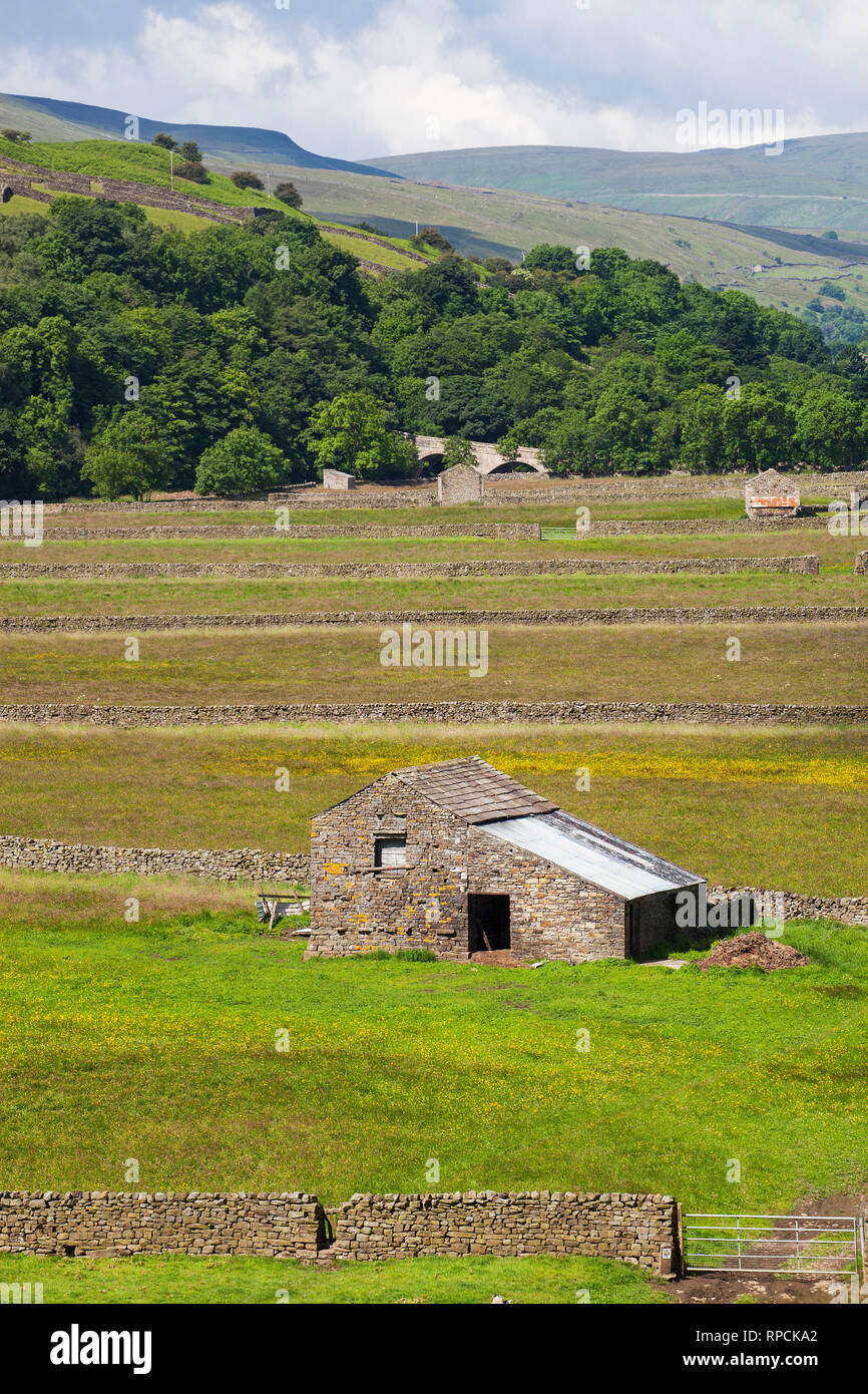 Old stone barns and hay meadows with sheep near Gunnerside Swaledale ...