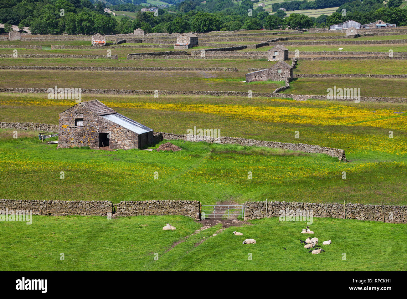 Old stone barns and hay meadows with sheep near Gunnerside Swaledale ...