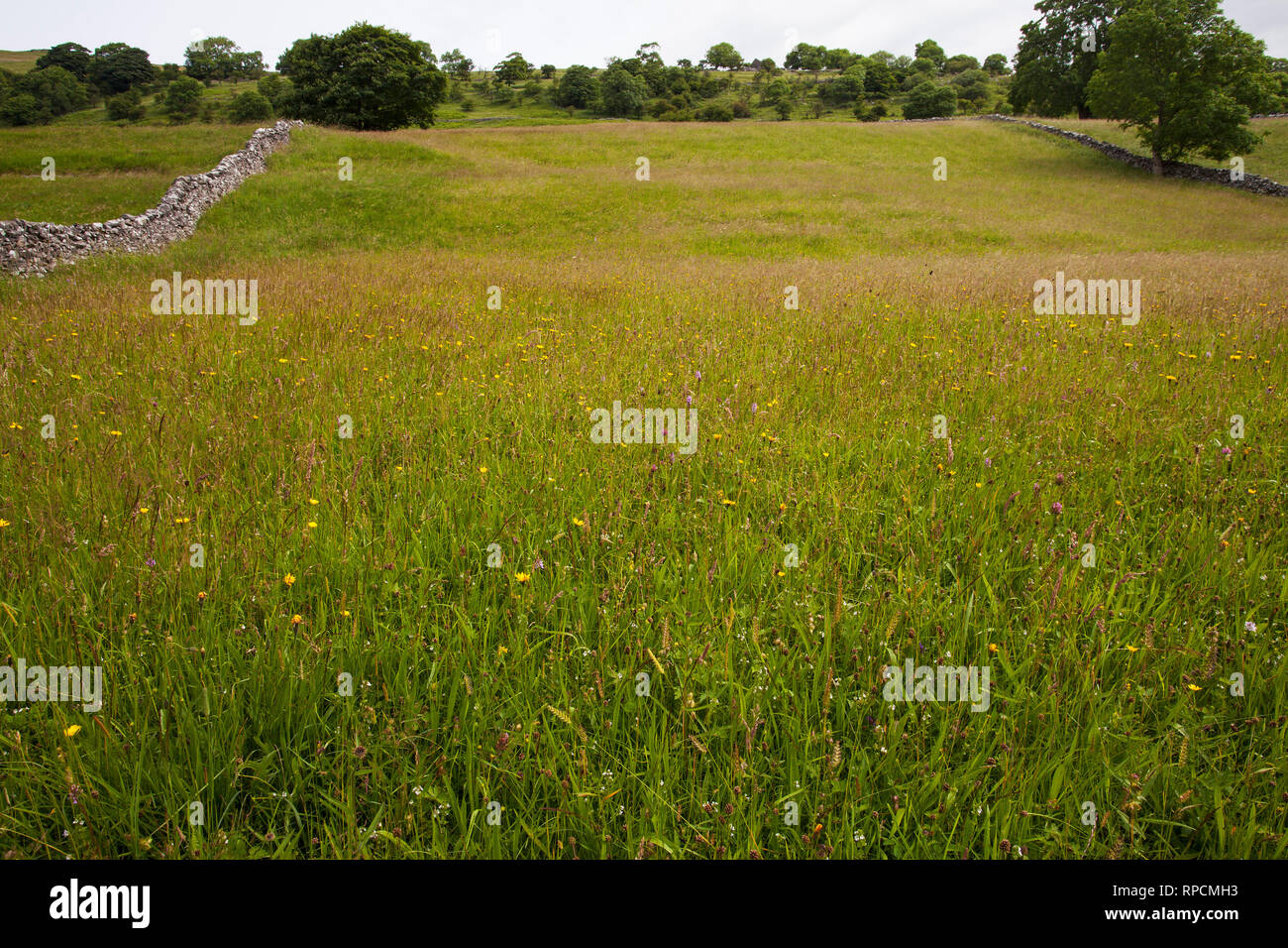 Yockenthwaite Meadows Langstrothdale Yorkshire Dales National Park ...