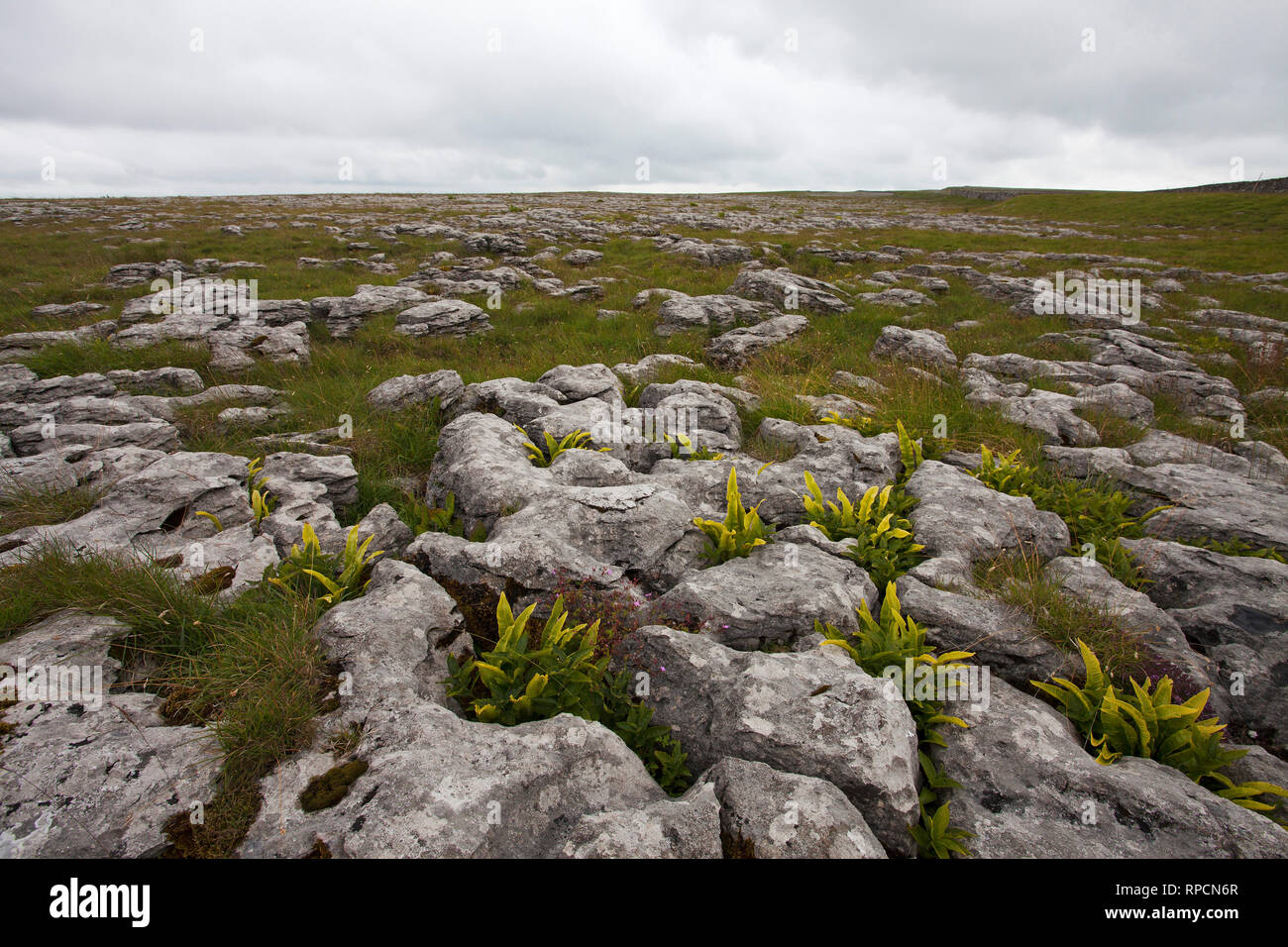 Limestone pavement with Hartstongue growing in the grykes Ingleborough ...
