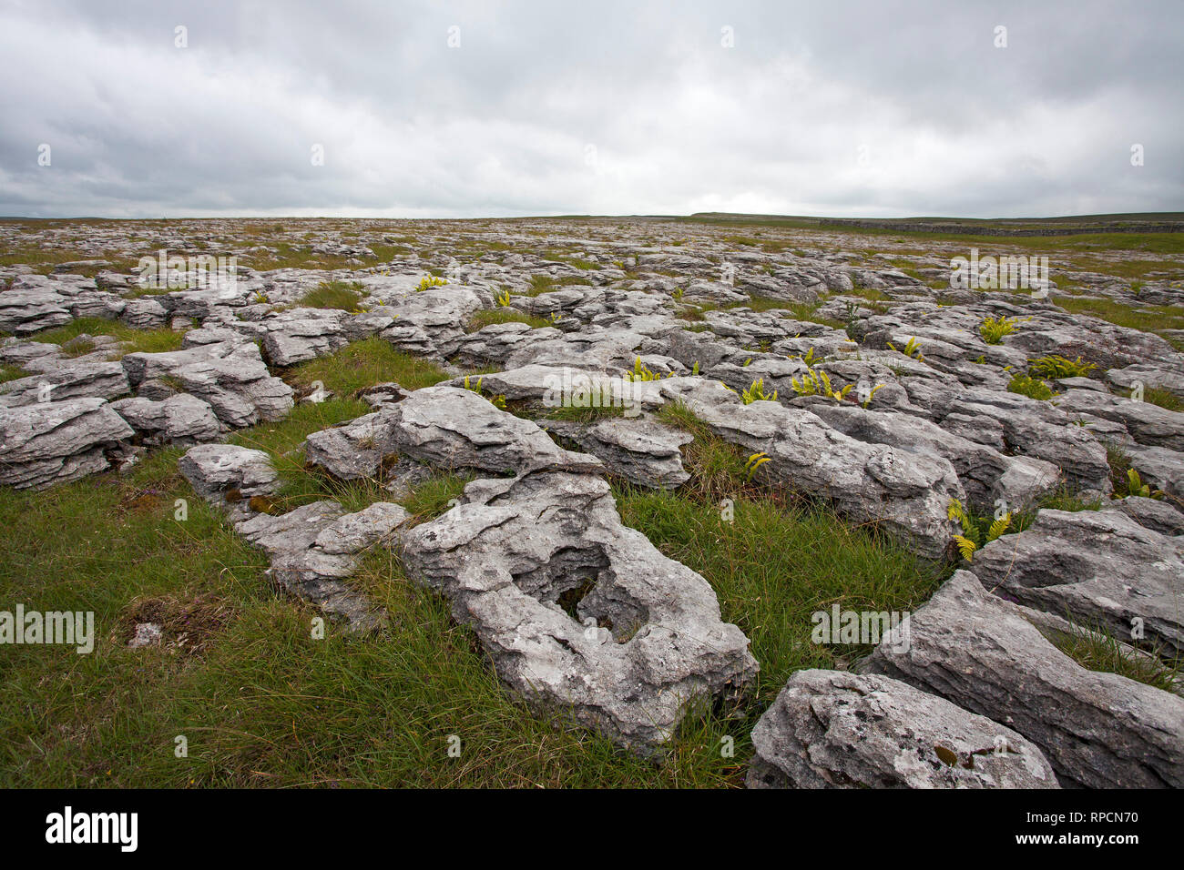 Limestone pavement with Hartstongue Phyllitis scolopendrium growing in ...