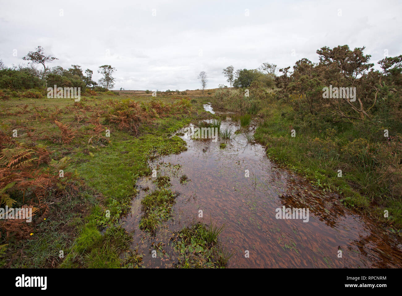 Wetland restoration hi-res stock photography and images - Alamy