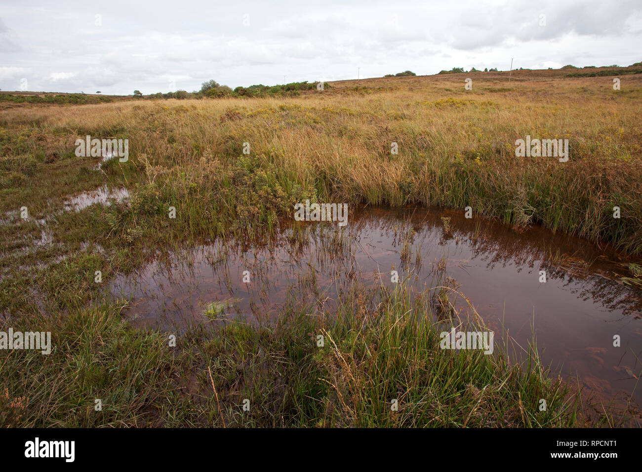 Restored stream and wetland restoration area Harvestslade Bottom New ...