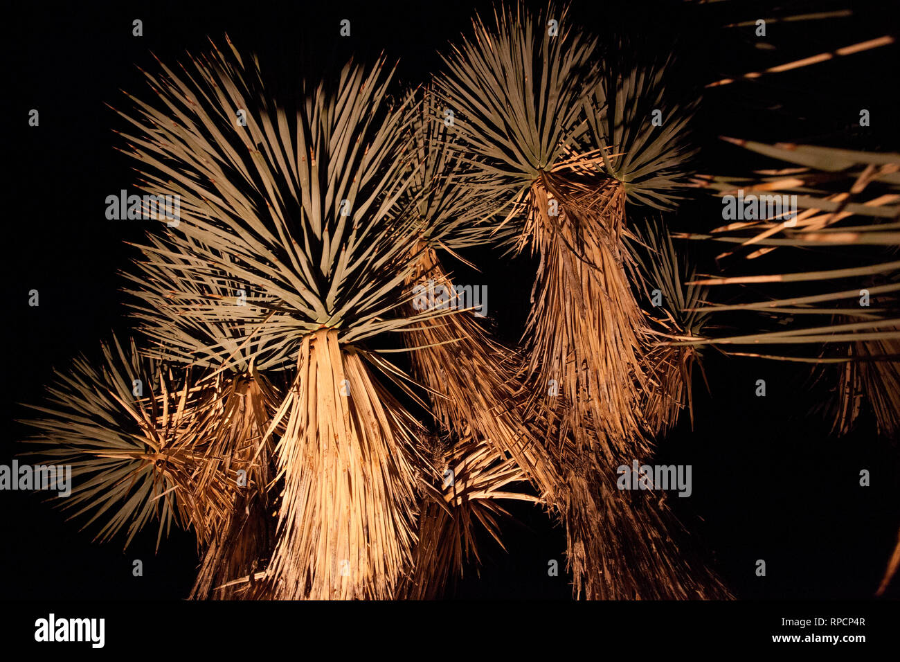 Yucca at Night Stock Photo - Alamy