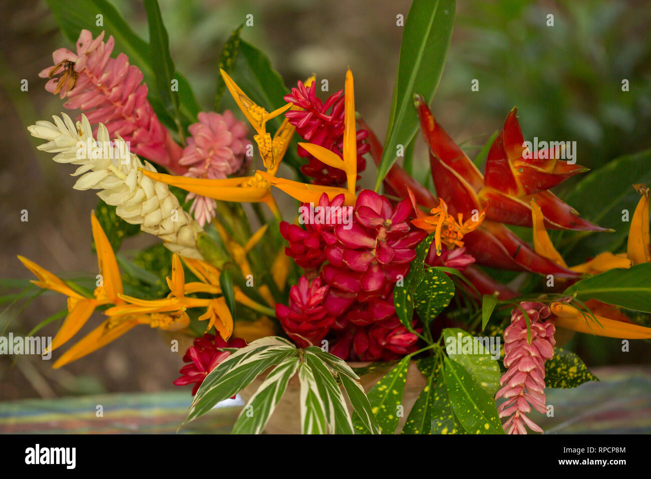Flowers from the Caribbean Stock Photo - Alamy