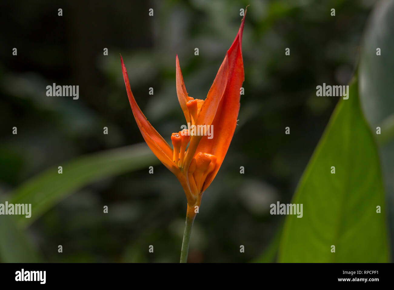 Flowers from the Caribbean Stock Photo - Alamy