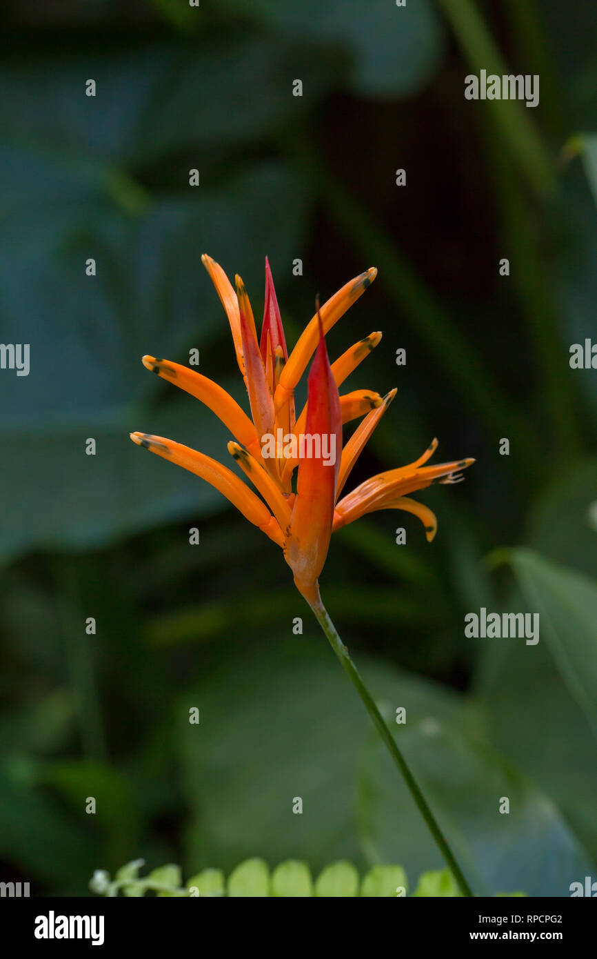 Flowers from the Caribbean Stock Photo - Alamy