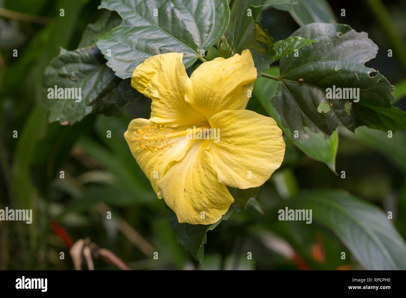 Flowers from the Caribbean Stock Photo - Alamy