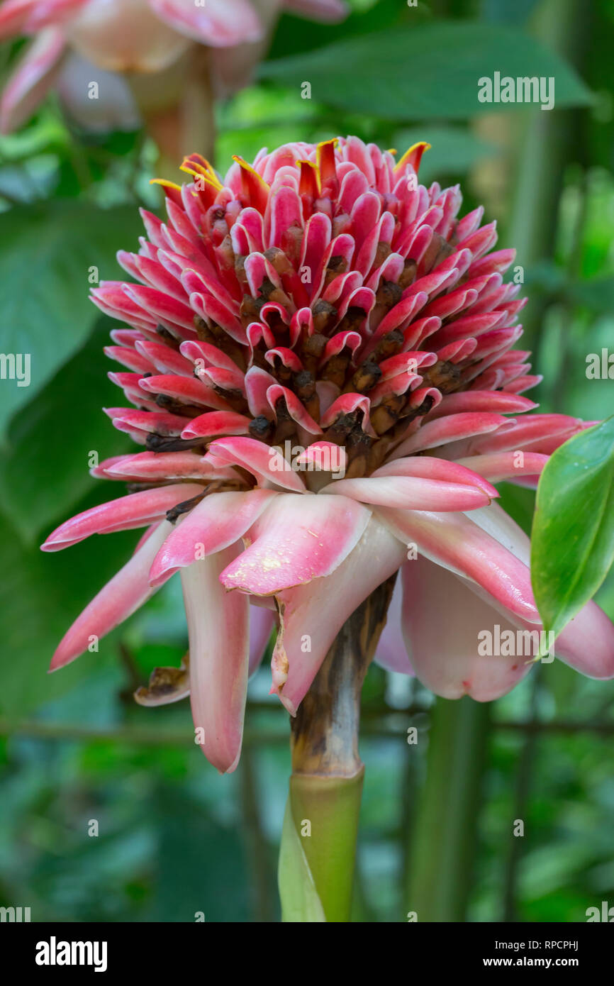 Flowers from the Caribbean Stock Photo - Alamy