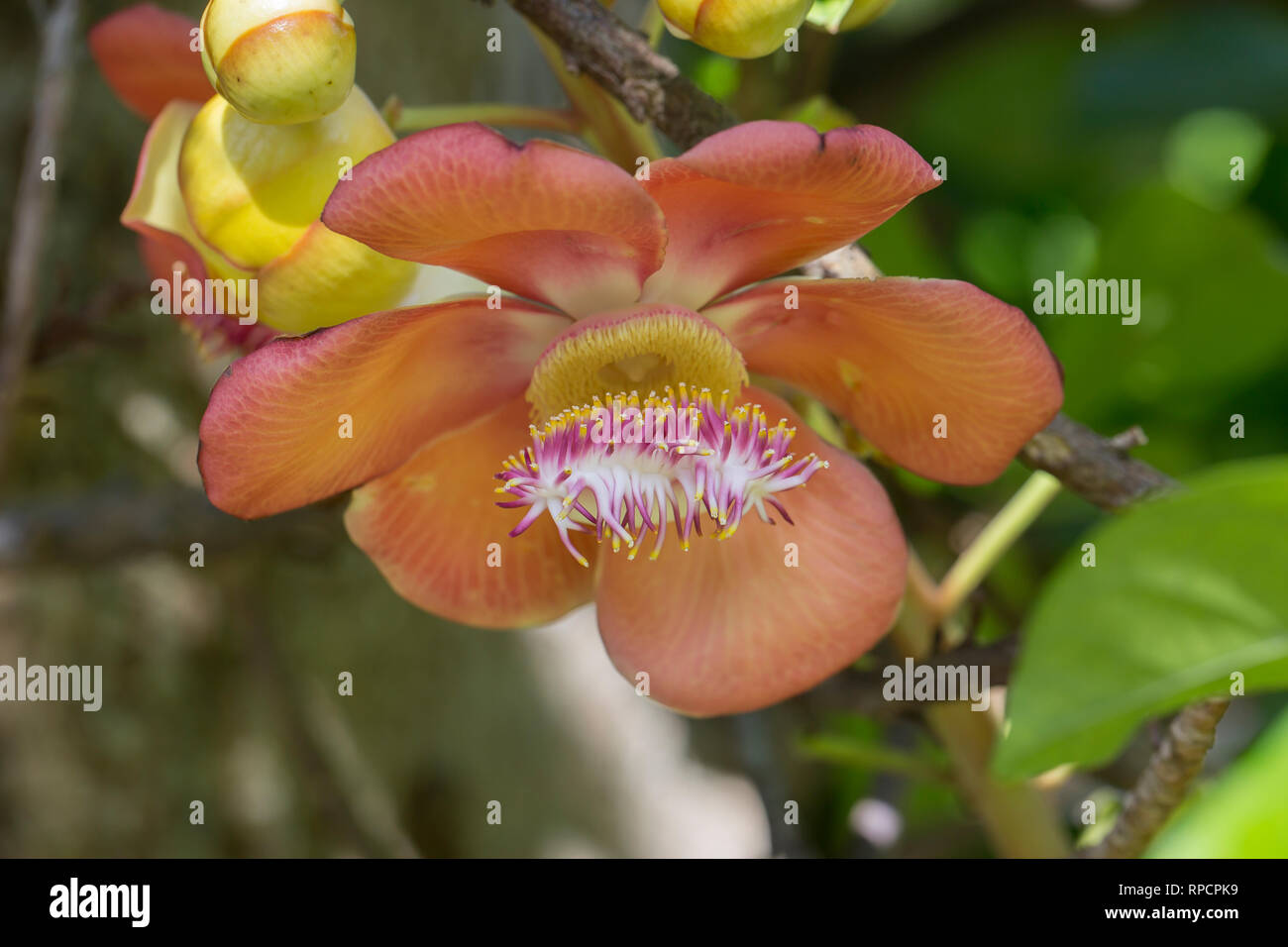 Flowers from the Caribbean Stock Photo - Alamy