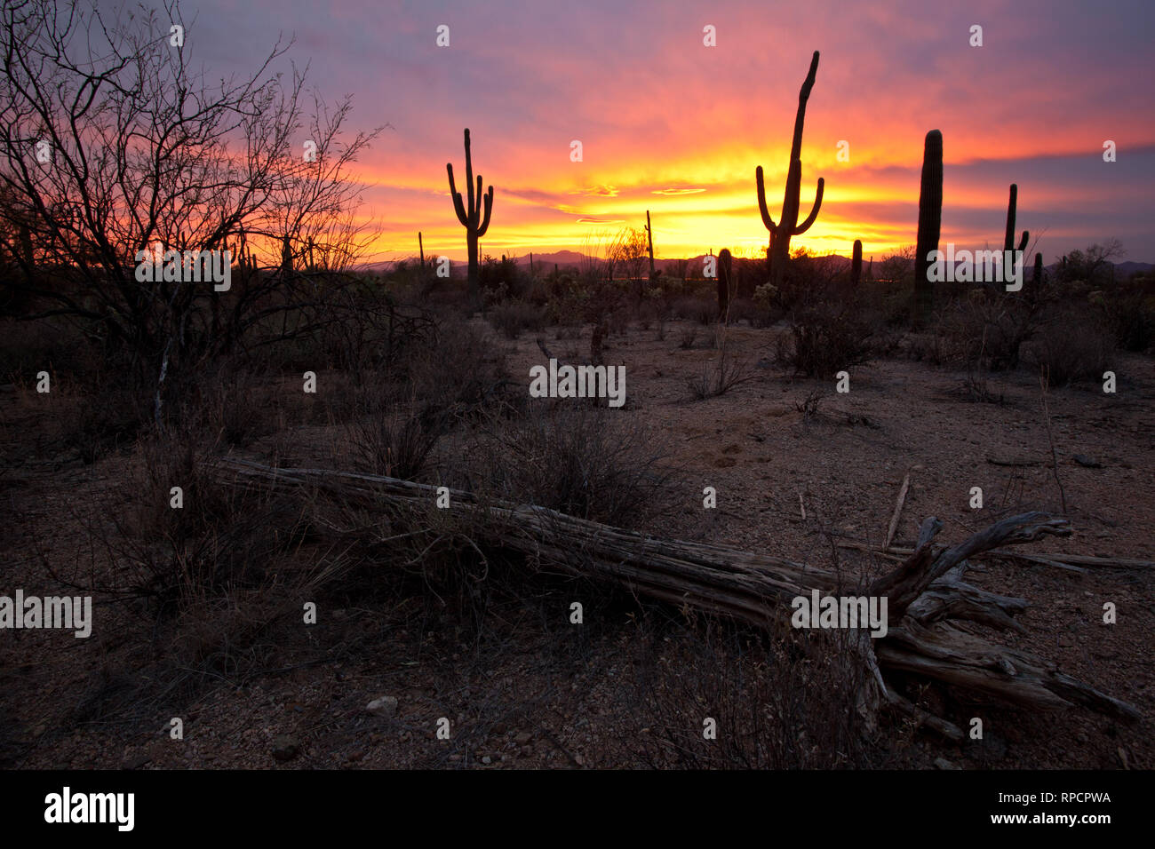 Saguaro sunset hi-res stock photography and images - Alamy