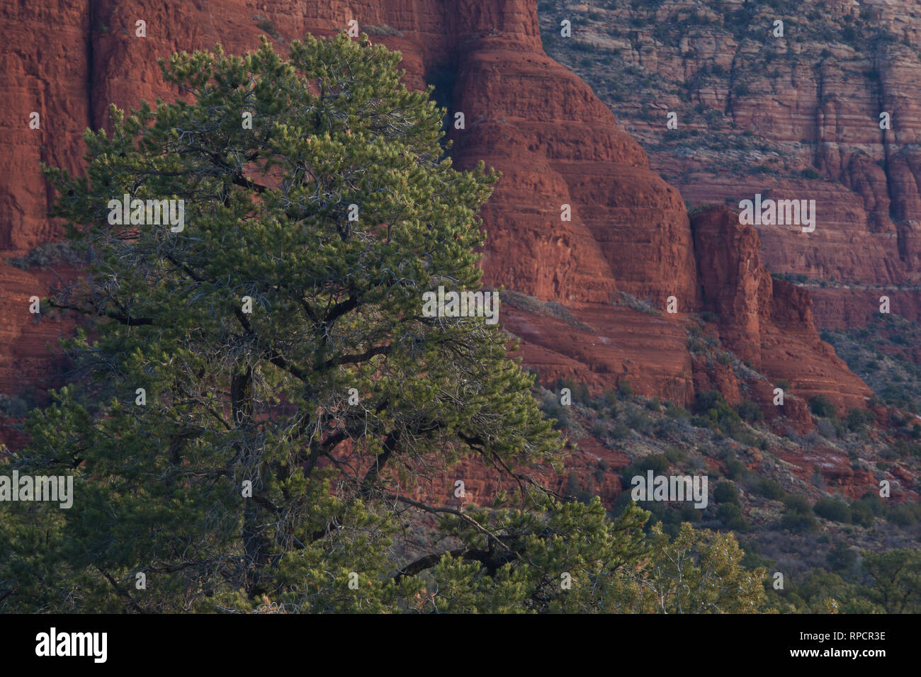 Tree on red rocks hi-res stock photography and images - Alamy