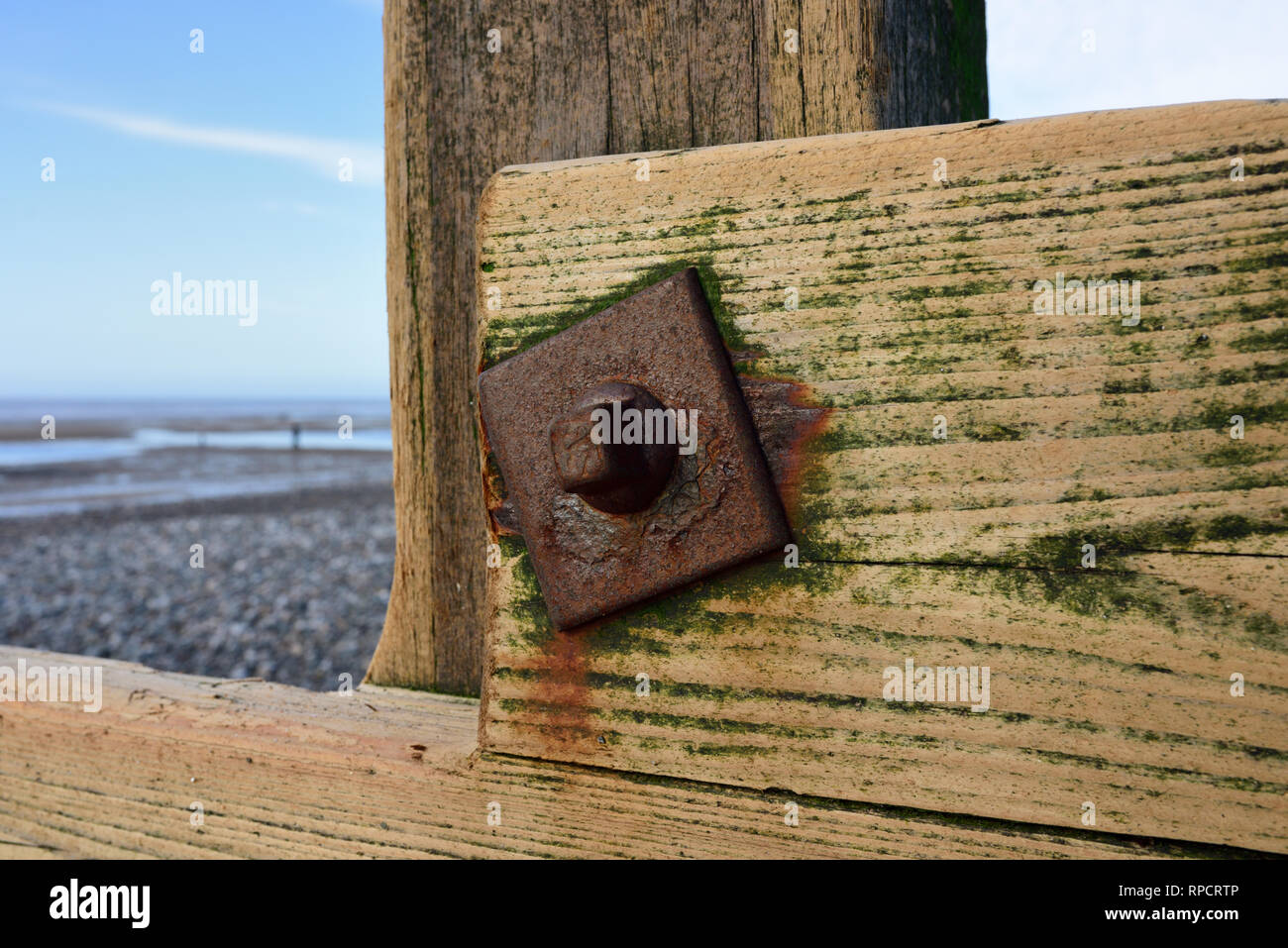 New wooden groyne with rusty steel bolts, green algae beginning to grow ...