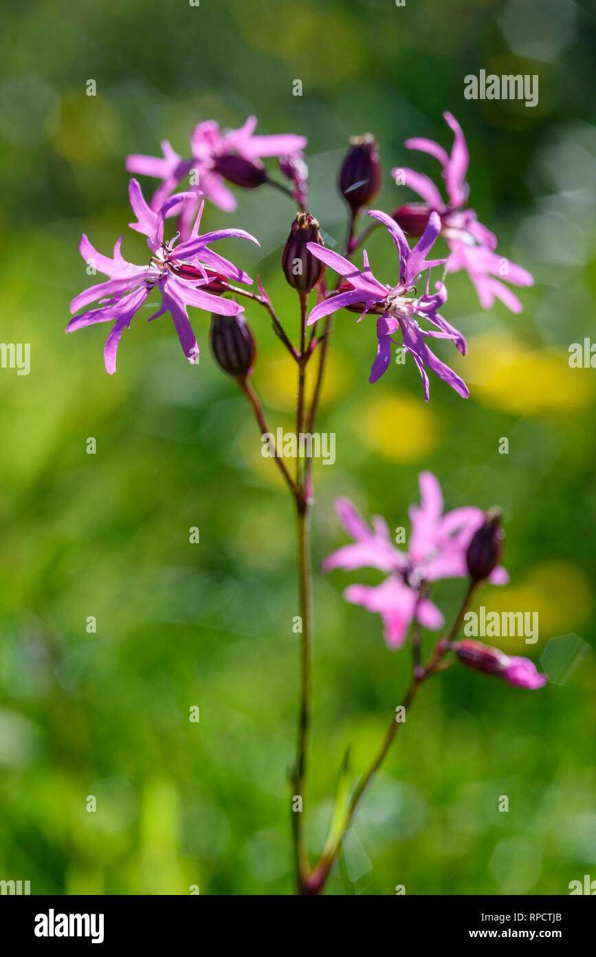 Ragged robin wild hi-res stock photography and images - Alamy