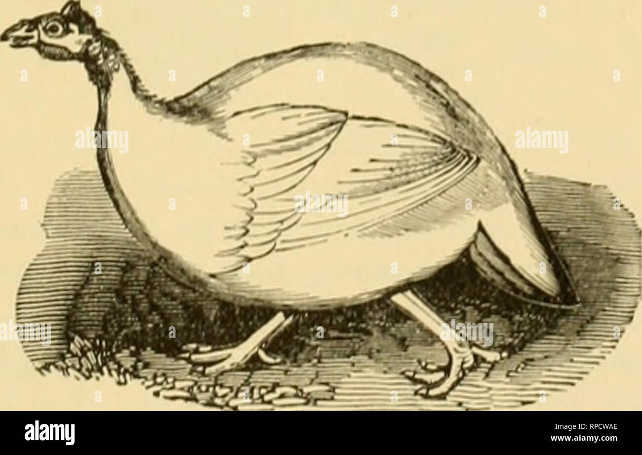 Numidi hi-res stock photography and images - Alamy