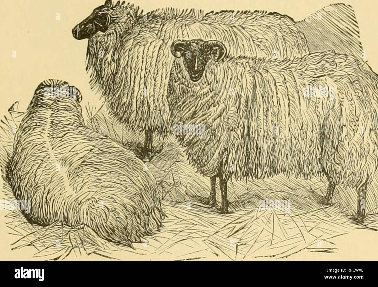 . The American farmer's pictorial cyclopedia of live stock ...