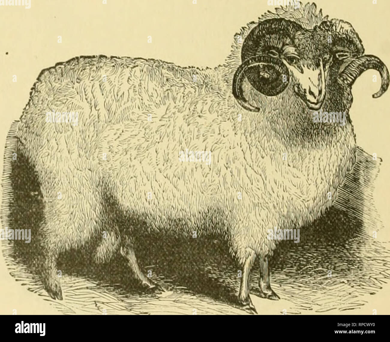 Good stead even hi-res stock photography and images - Alamy