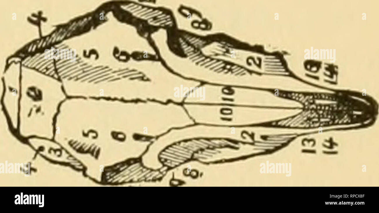 . The American farmer's pictorial cyclopedia of live stock ...
