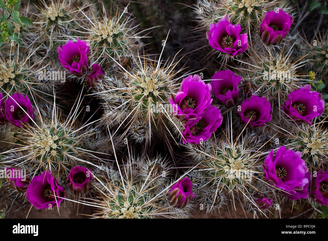 Cactus patch hi-res stock photography and images - Alamy