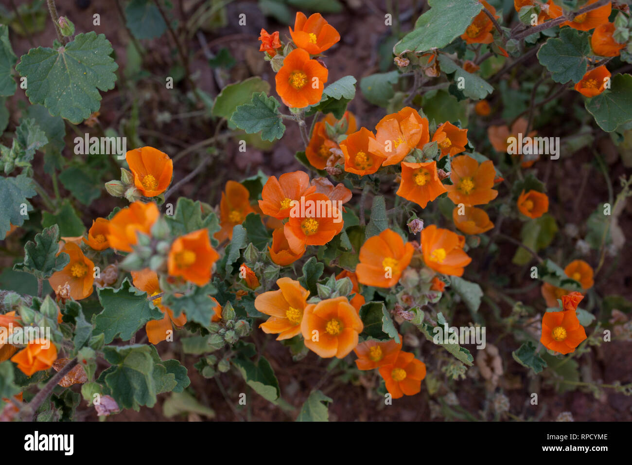 Globemallow hi-res stock photography and images - Alamy