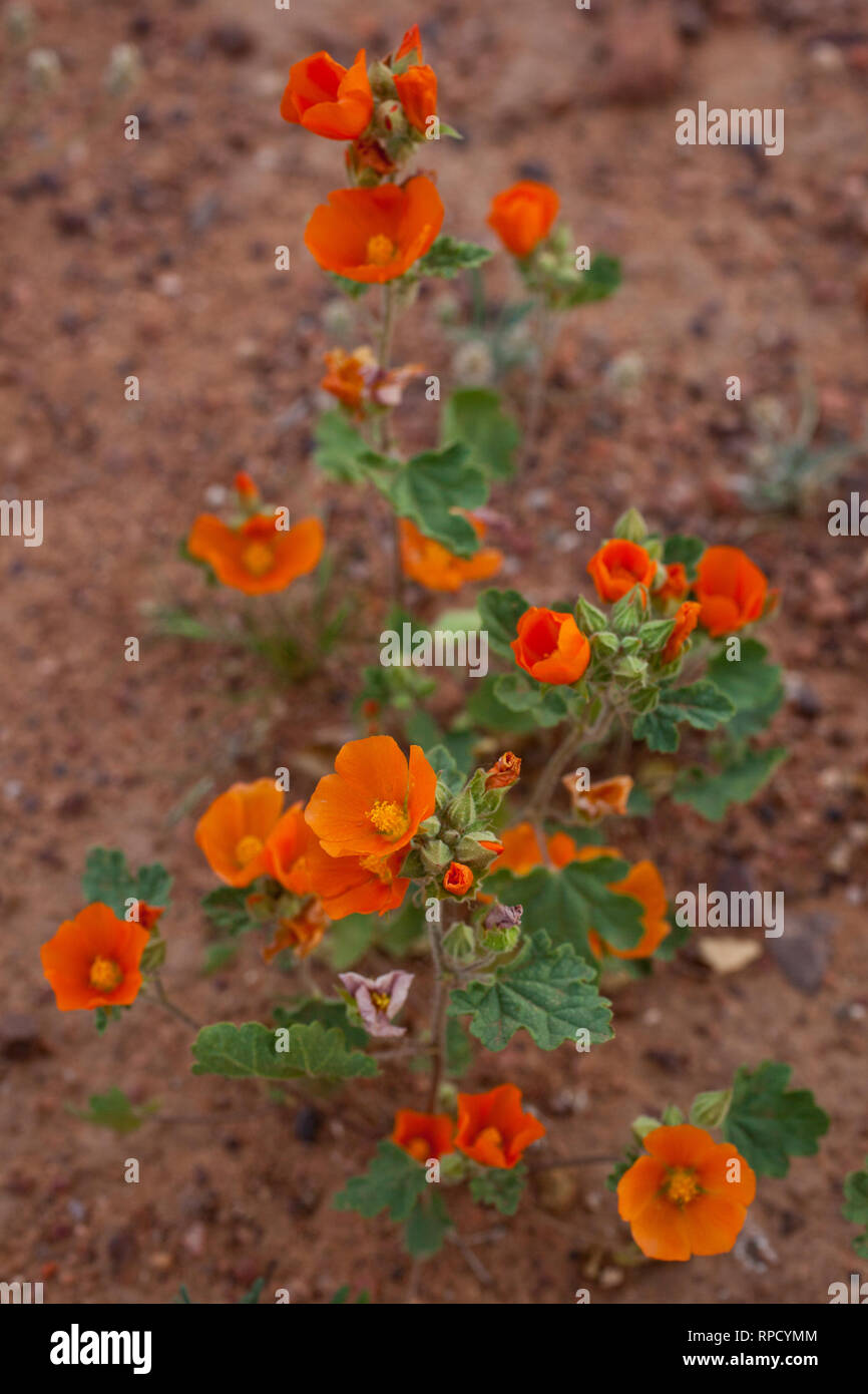 Globemallow hi-res stock photography and images - Alamy