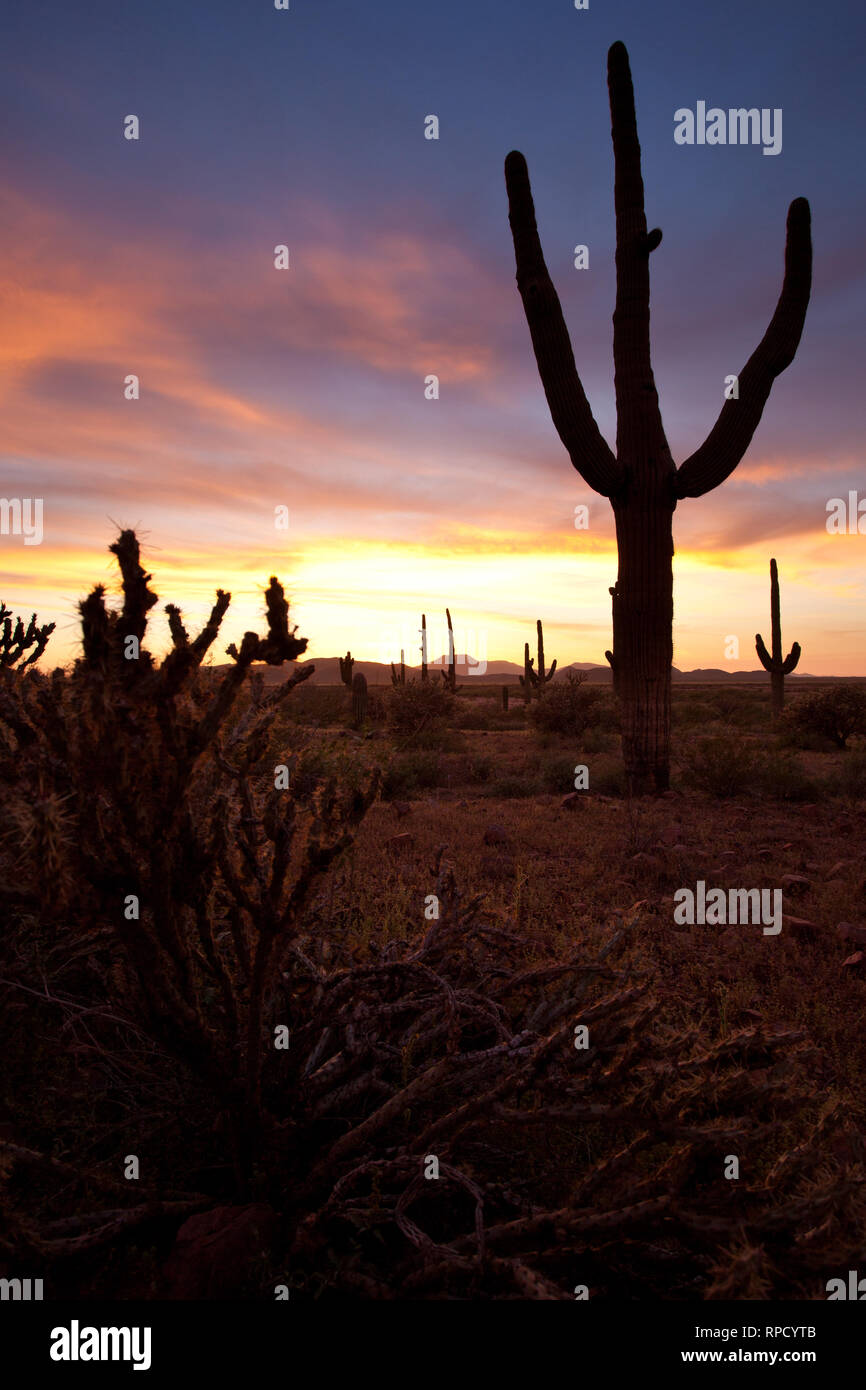 Sonoran desert hi-res stock photography and images - Alamy