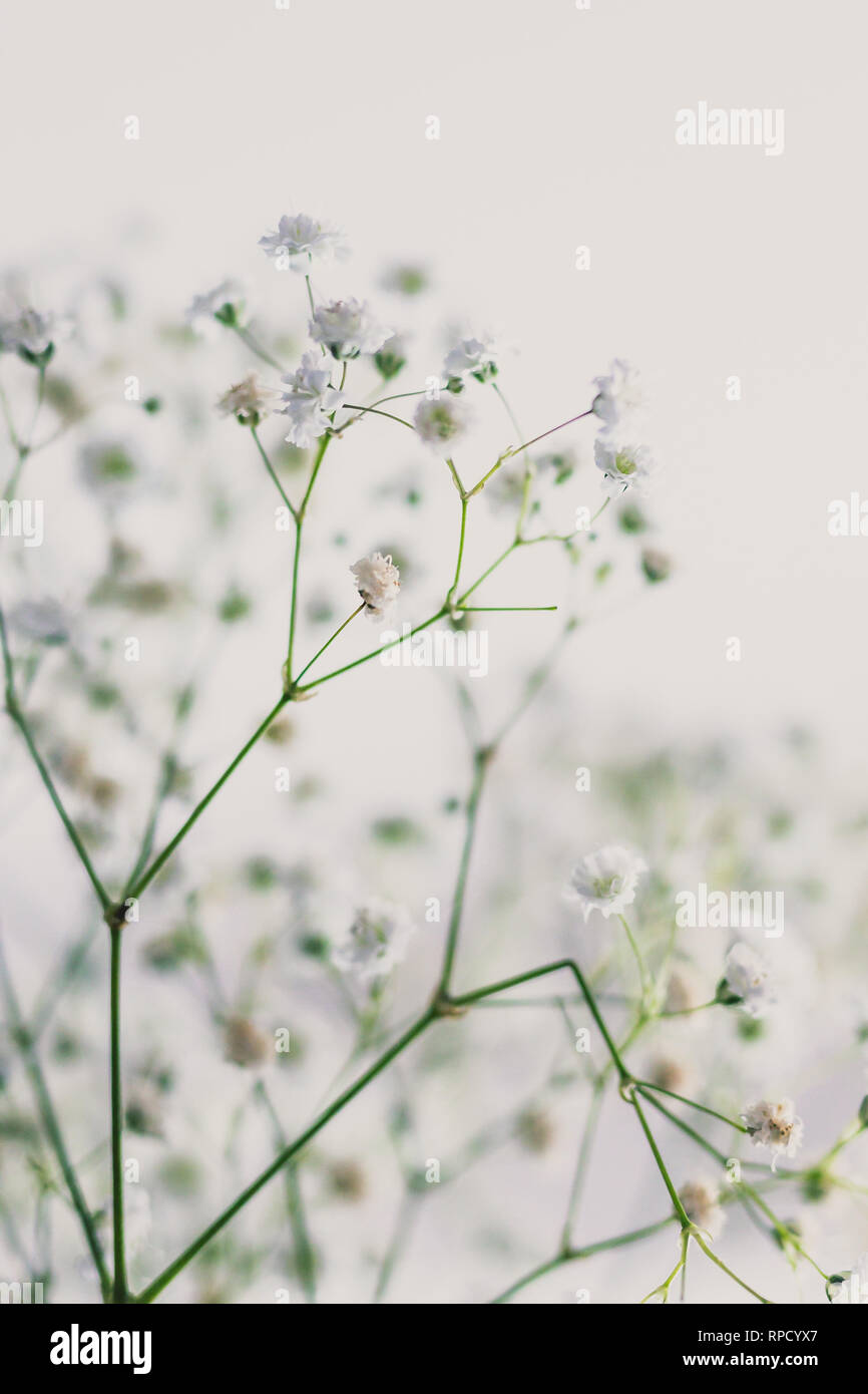 branches of baby breath flowers on white background shot at shallow ...