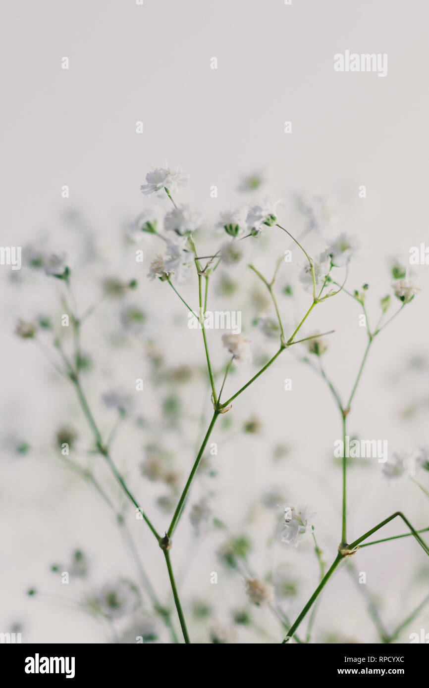 branches of baby breath flowers on white background shot at shallow ...