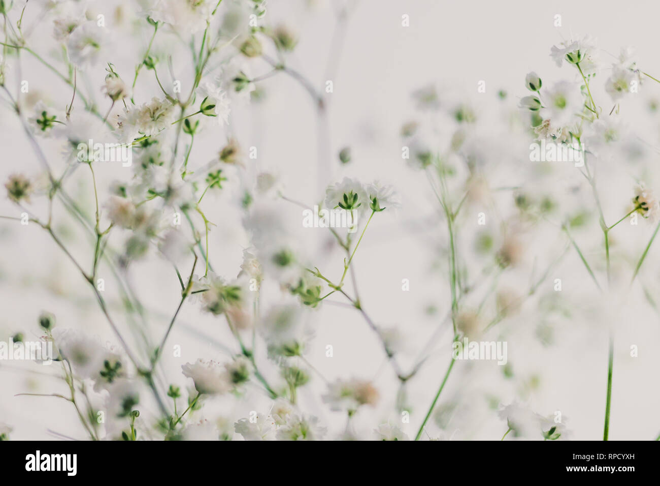 branches of baby breath flowers on white background shot at shallow ...