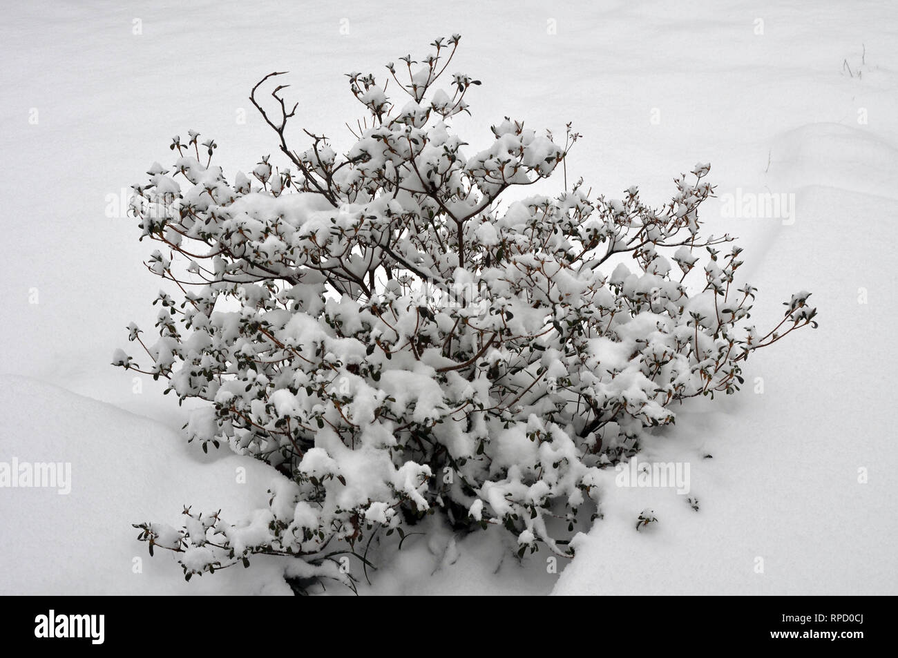 Azalea bush hi-res stock photography and images - Alamy