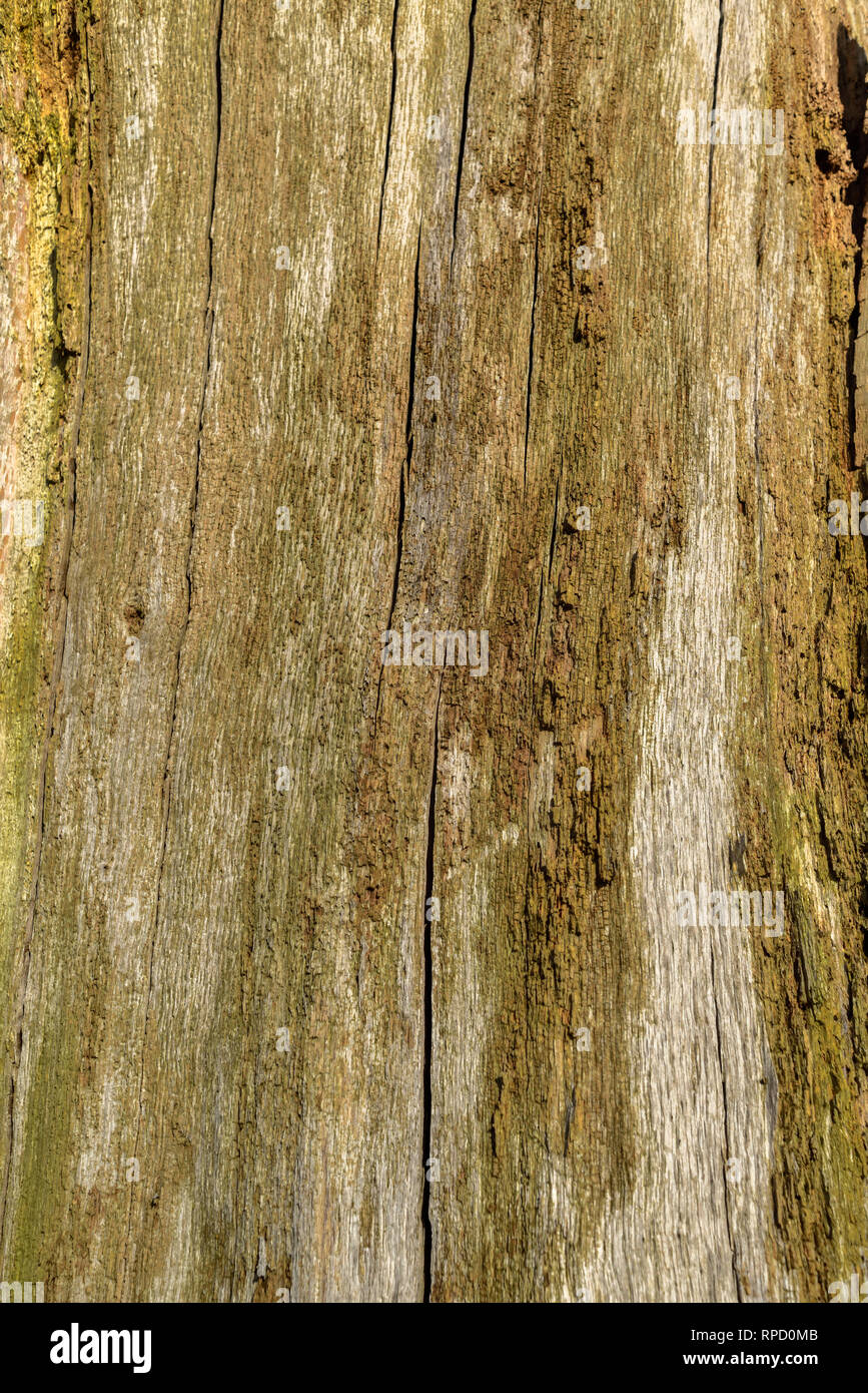 Split wood grain hi-res stock photography and images - Alamy