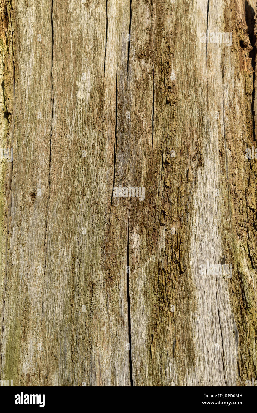 Wood bark Tree Grain close-up Stock Photo - Alamy