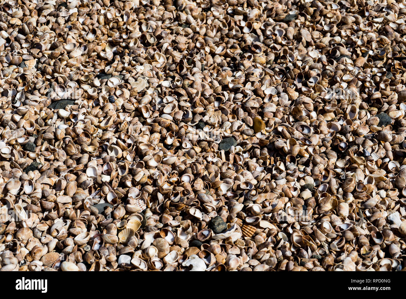 walking on shells Stock Photo - Alamy