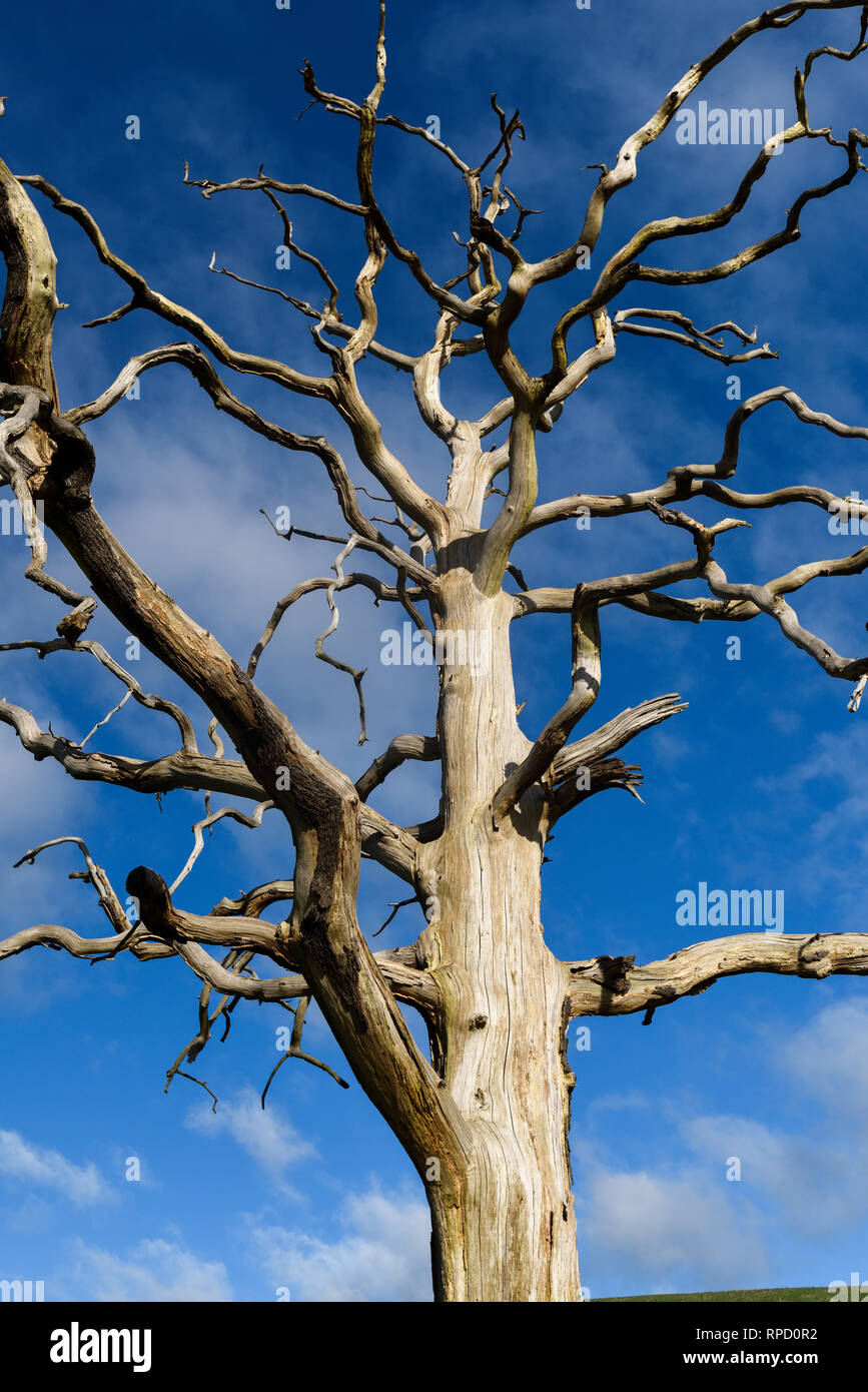 Lonely dying tree hi-res stock photography and images - Alamy