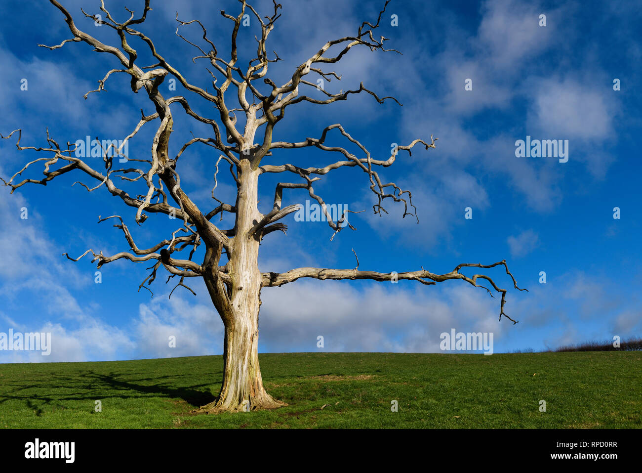 Old trees lightning strike hi-res stock photography and images - Alamy