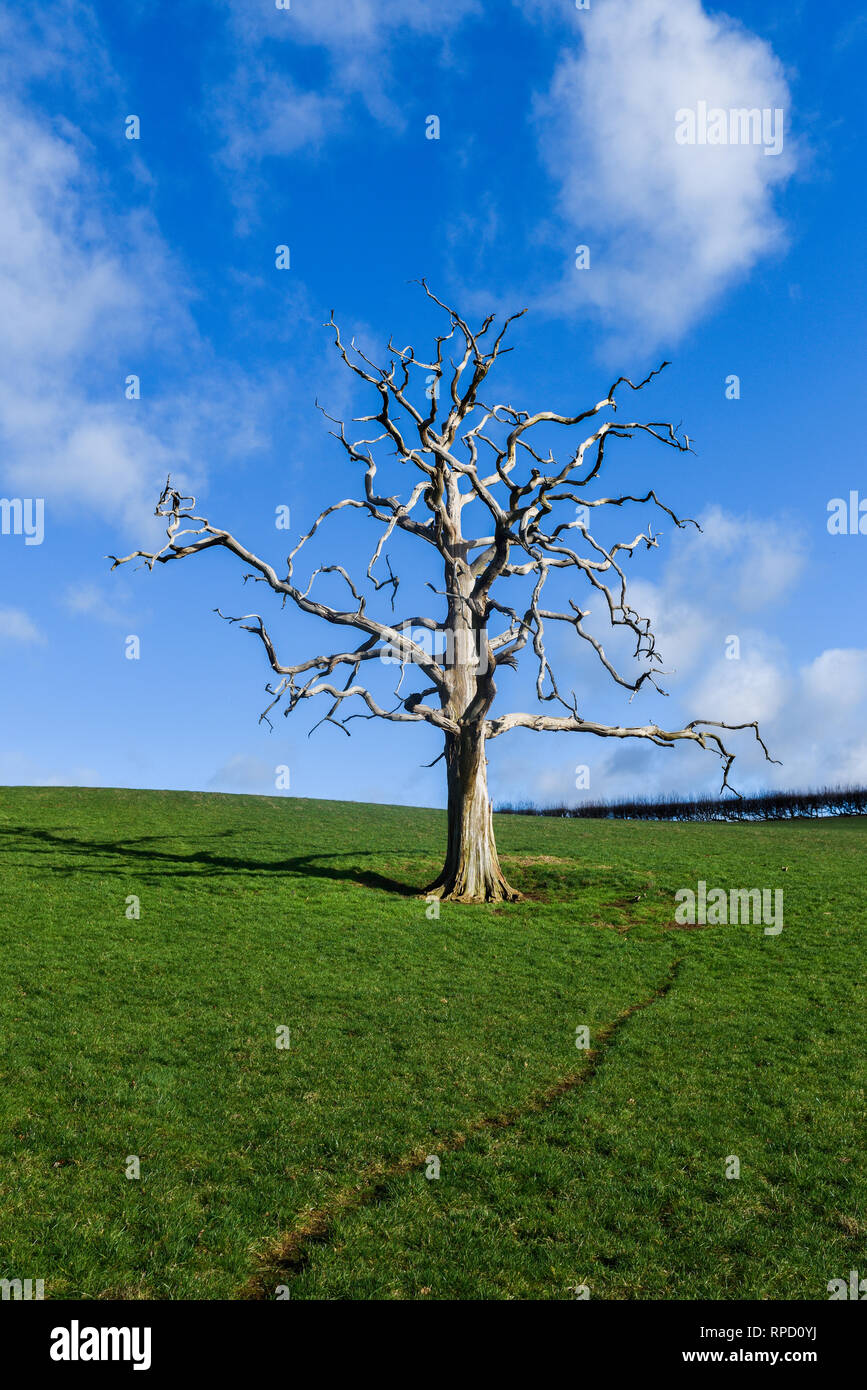 Old trees lightning strike hi-res stock photography and images - Alamy