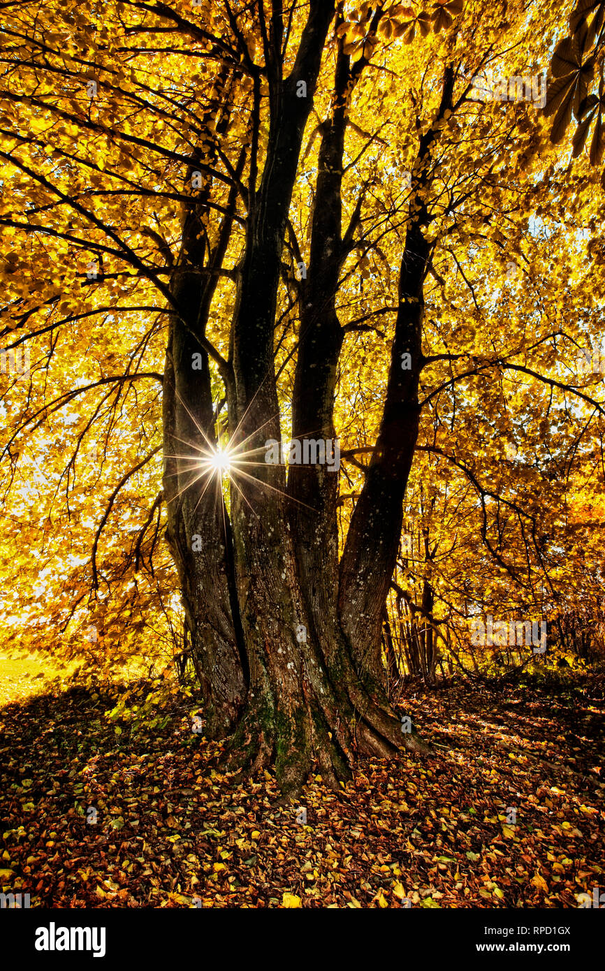 Lind. Large rough twisted stems with large foliage in autumn colors ...