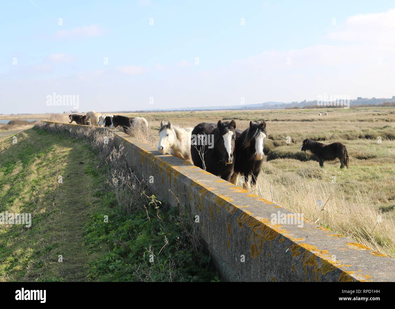 Wild Horses at Cliffe Pools Nature Reserve in Kent Stock Photo - Alamy