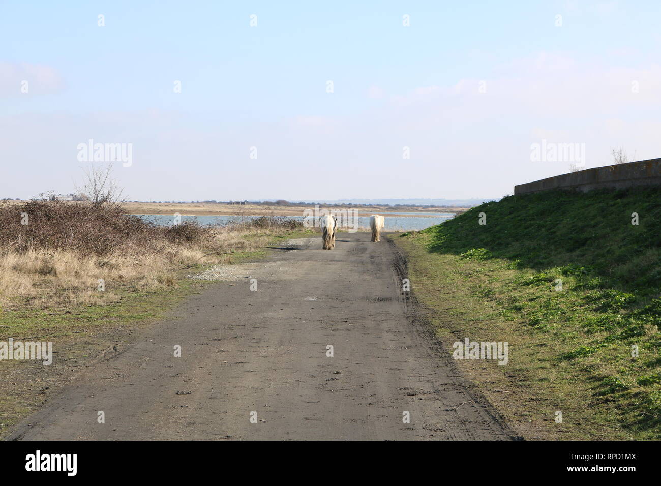 Wild Horses at Cliffe Pools Nature Reserve in Kent Stock Photo - Alamy