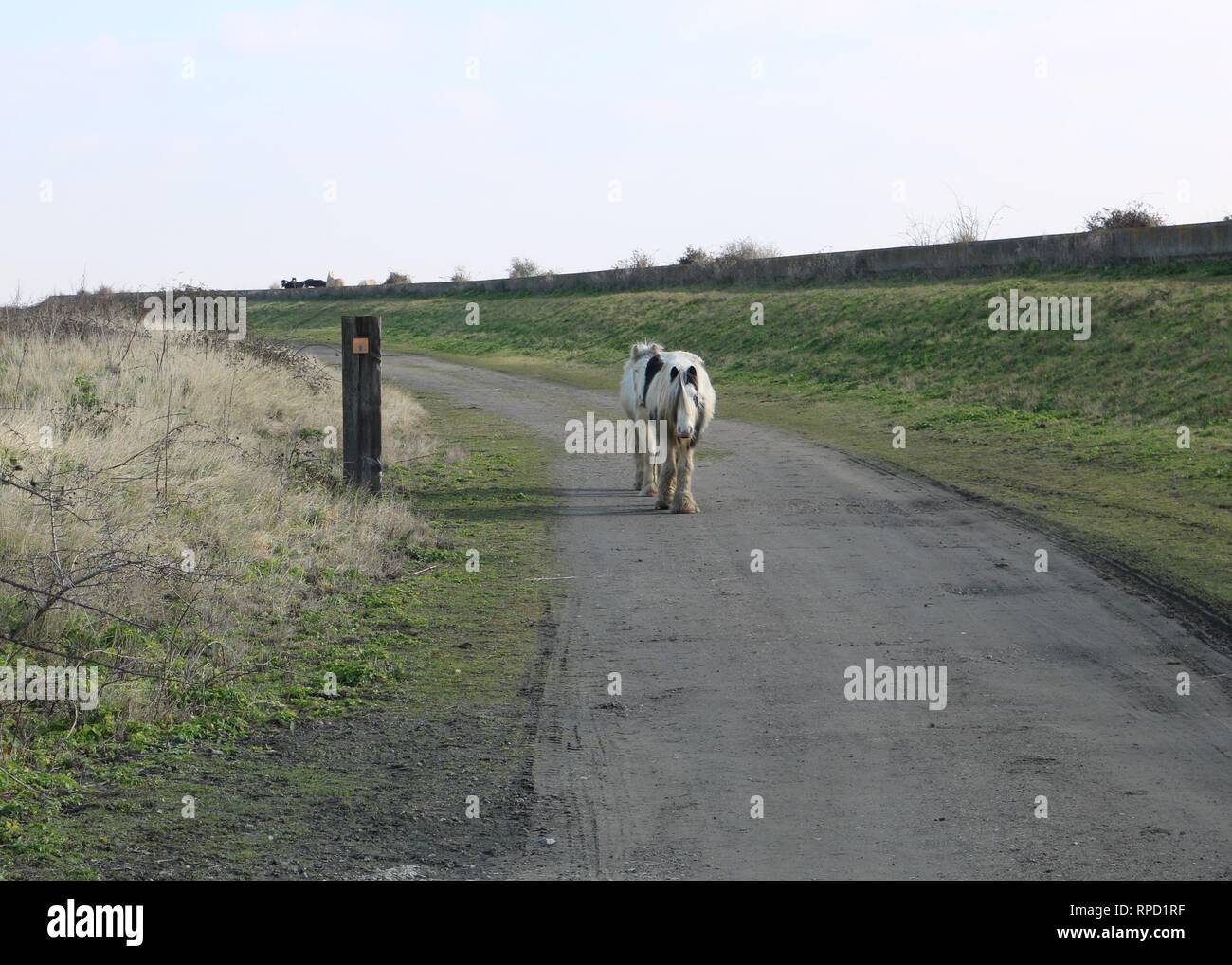 Wild Horses at Cliffe Pools Nature Reserve in Kent Stock Photo - Alamy